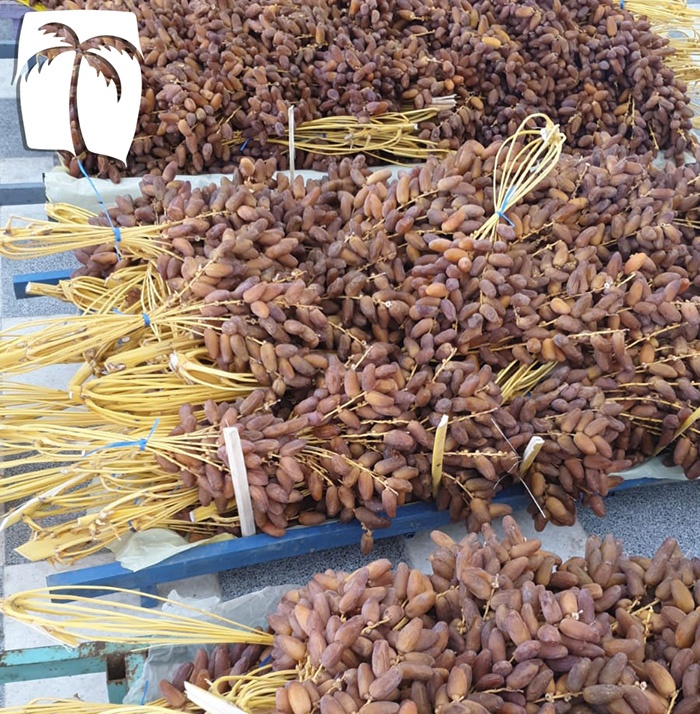 Les Dattes – Terroir algérien